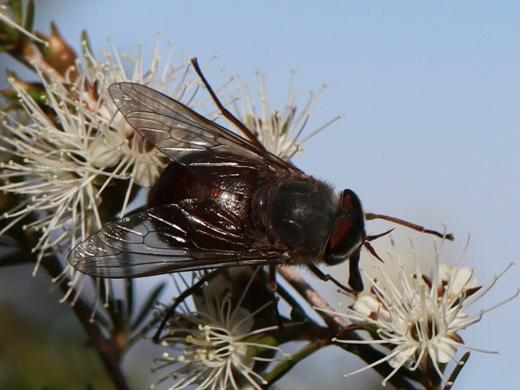 Flies from Blue Mountains, NSW, Australia on October 27, 2024 at 05:21 ...