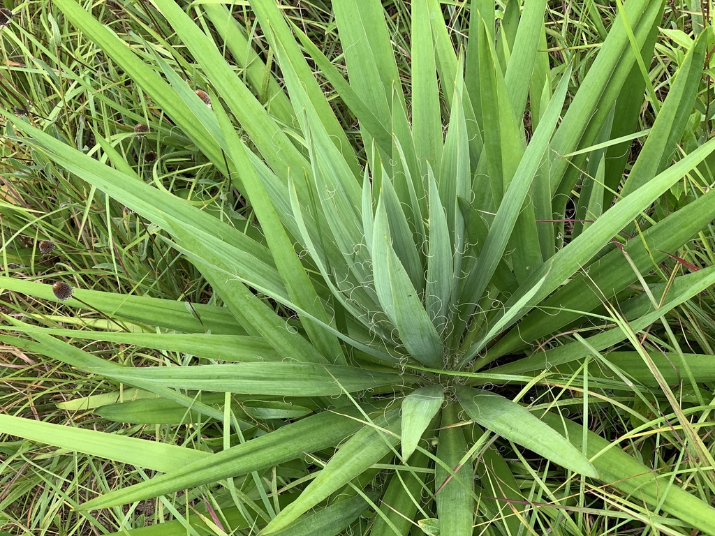 Weak-leaf Yucca from 39601, Brookhaven, MS, US on July 11, 2019 at 01: ...