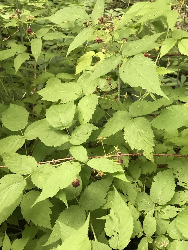 (Rubus × neglectus) - Botanical Realm
