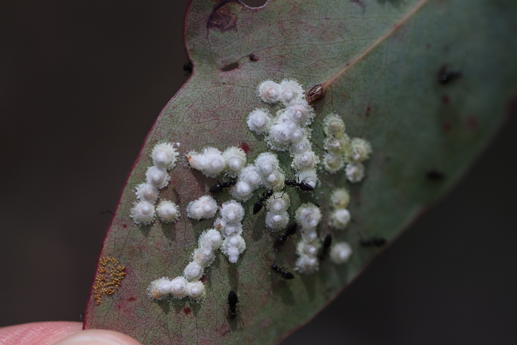 Insects from Sydney NSW, Australia on October 29, 2024 at 02:01 PM by ...