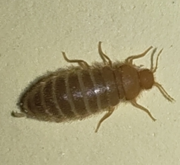 Odd Beetle from Tianjin, CN-TJ, CN on April 11, 2024 at 03:47 PM by ...