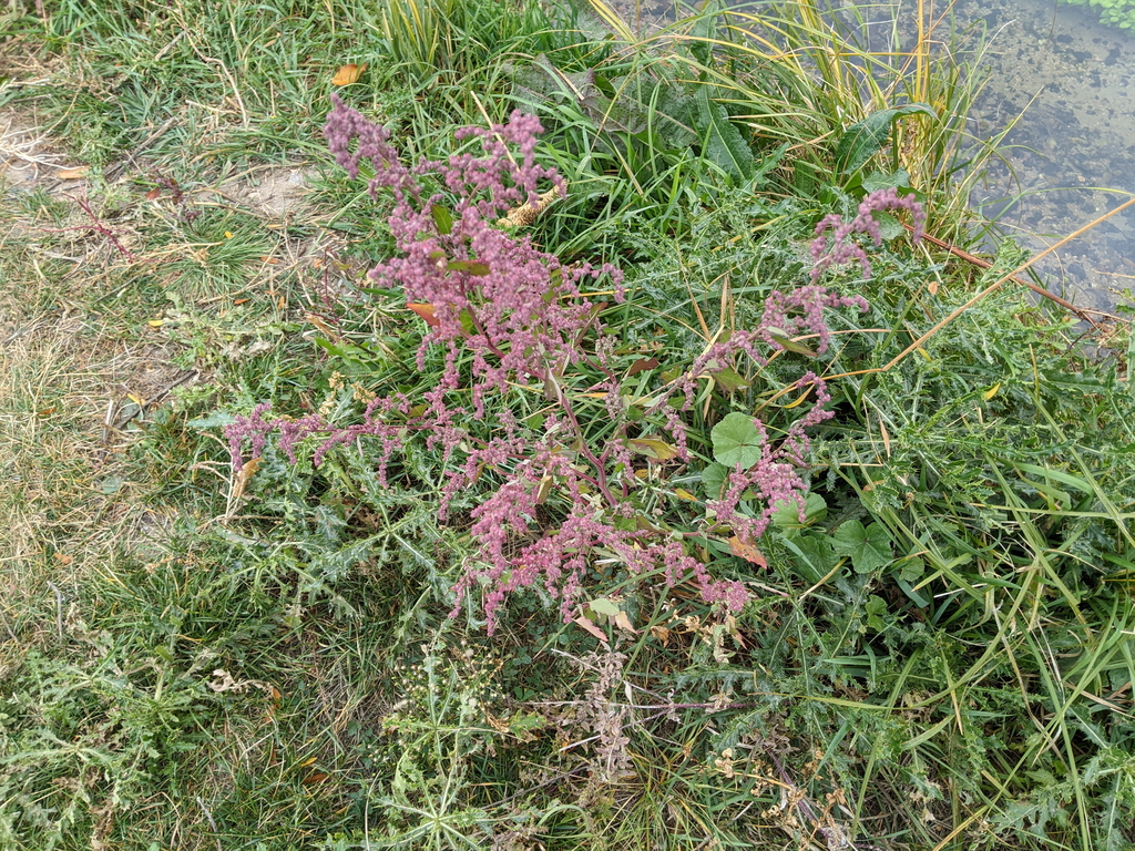 Russian-pigweed from Denver, Colorado, United States on October 30 ...
