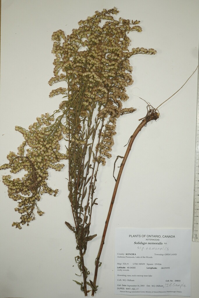 Eastern Gray Goldenrod from Canada, Ontario, KENORA County, Aulneau ...