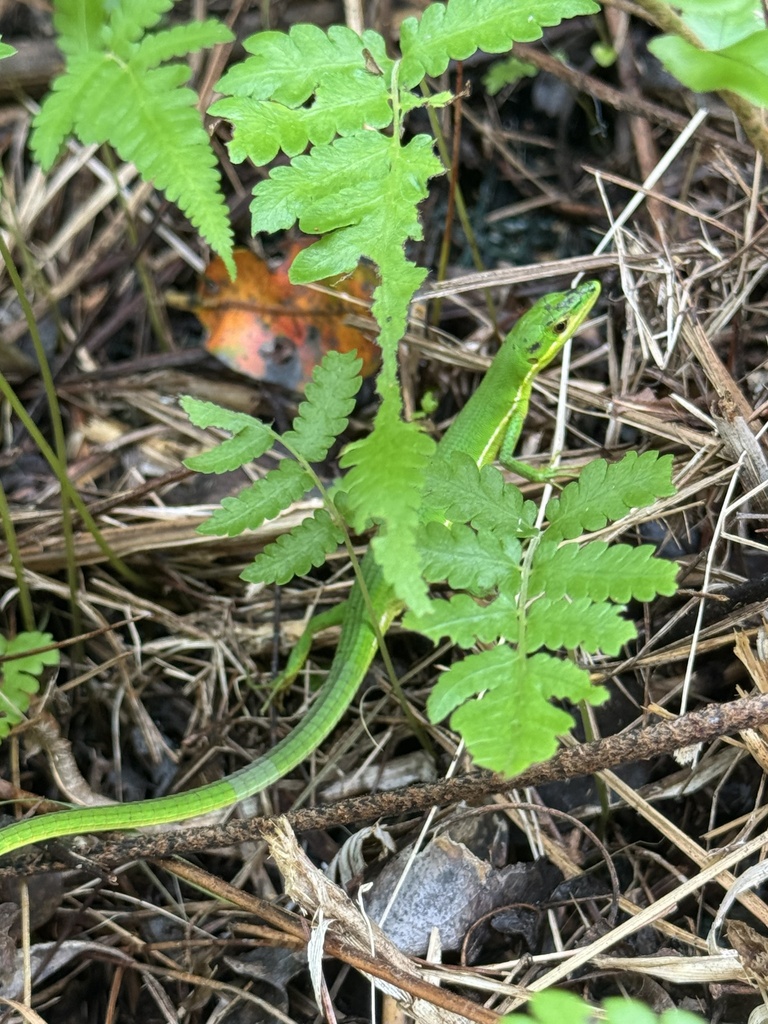 Green Grass Lizard in October 2024 by pikashika · iNaturalist