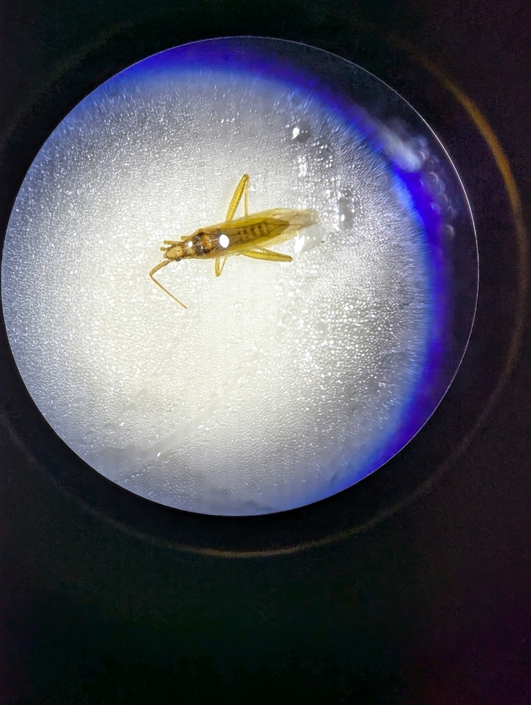 Grass bug from MyEmail, 72525 Münsingen, Germany on October 31, 2024 at ...