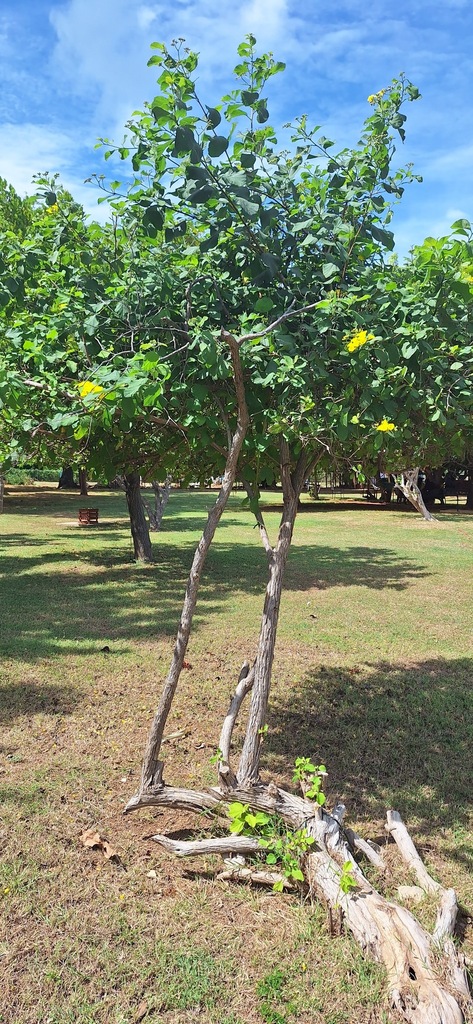 yellow geiger from Anguilla on October 30, 2024 at 12:51 PM by Zoya ...