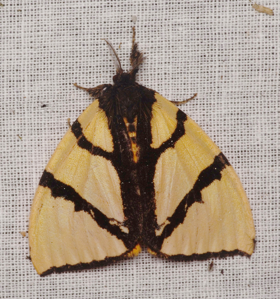 Numenes siletti from Pankhasari Khasmahal, West Bengal 734319, India on ...