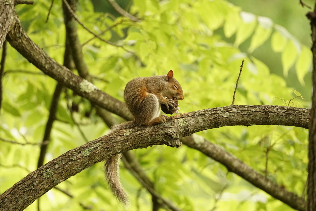 Eastern Gray Squirrel from Tom's Creek, Blacksburg, VA 24060, USA on ...