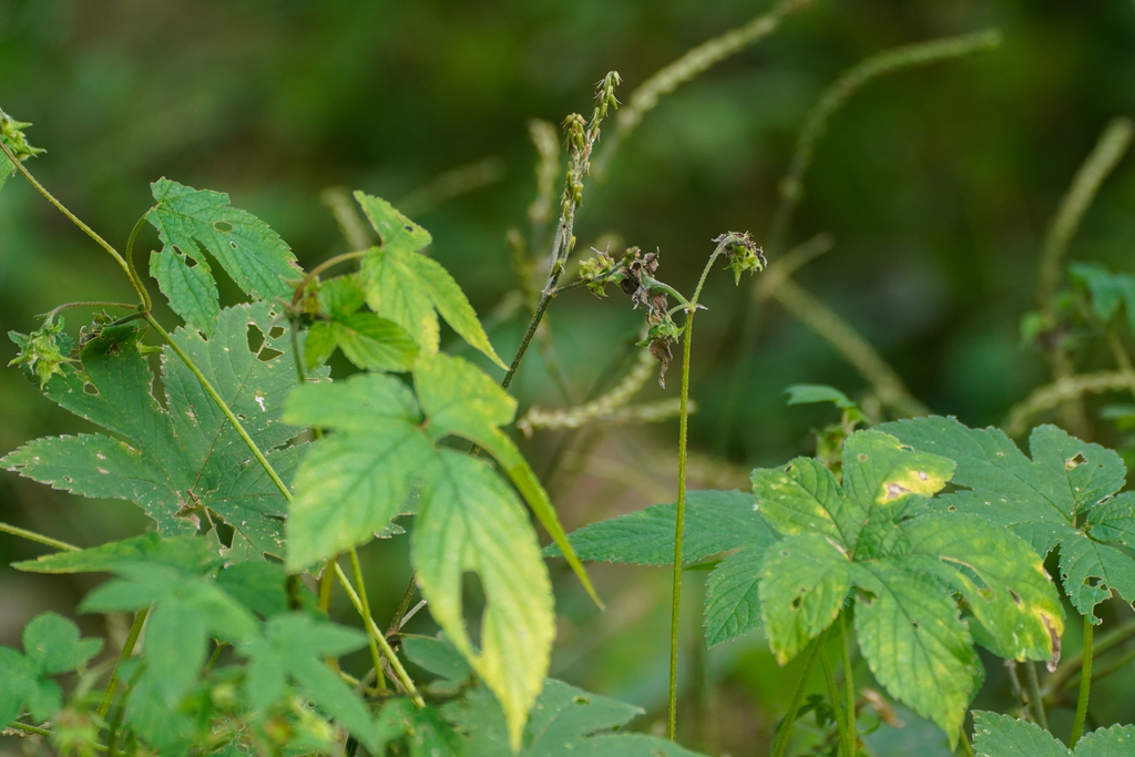 Japanese Hops from 中沢池公園 on October 31, 2024 at 01:12 PM by WATANABE ...