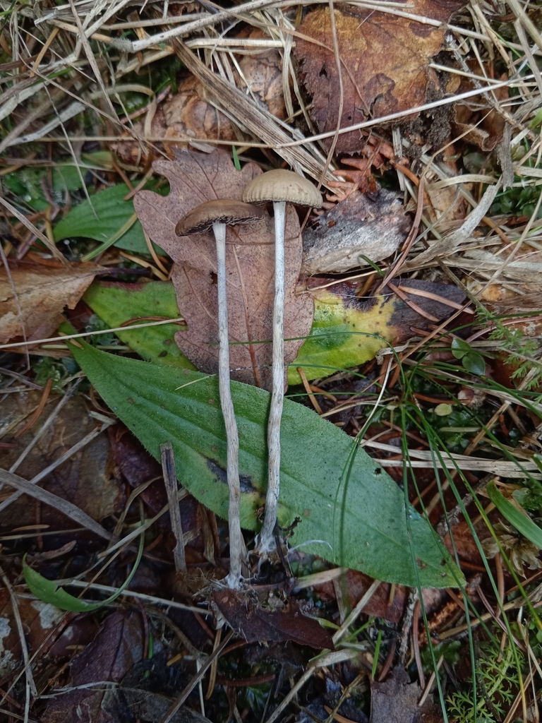 Psilocybe serbica in October 2024 by Štanizlaus · iNaturalist