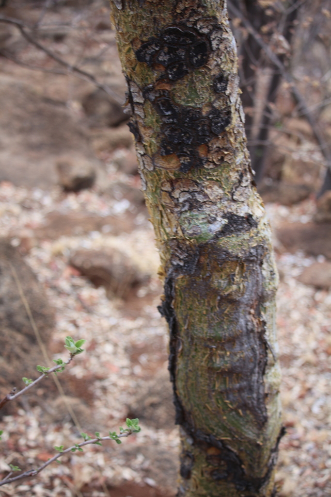 Tall Common Corkwood from Bojanala Platinum District Municipality ...
