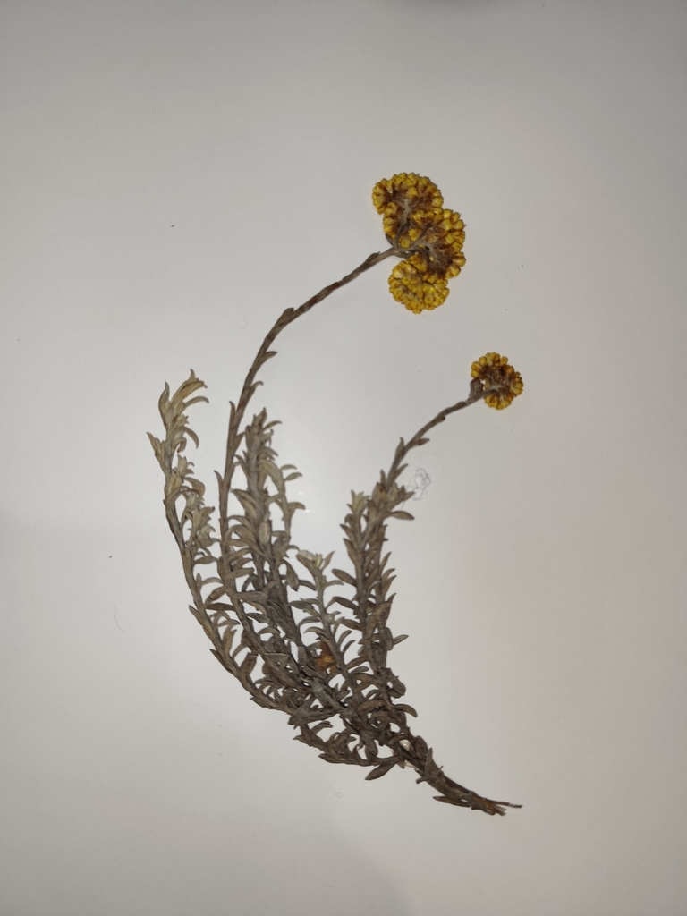 Kooigoed Everlasting from National Park, Kenya on February 21, 2019 by ...