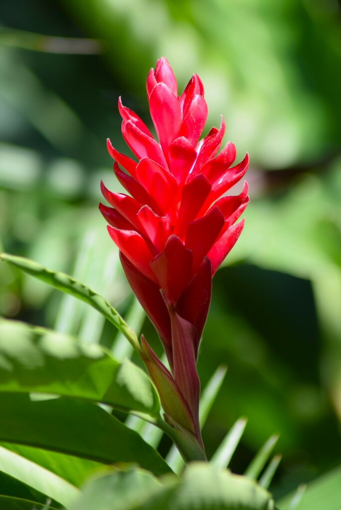 Red Ginger from Tamasopo, S.L.P., México on October 11, 2024 at 02:11 ...