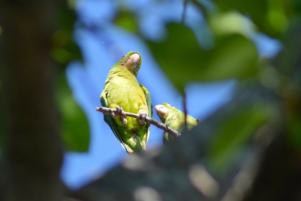 Perico Mexicano en octubre 2024 por Luis Jesús Saldaña · iNaturalist Mexico