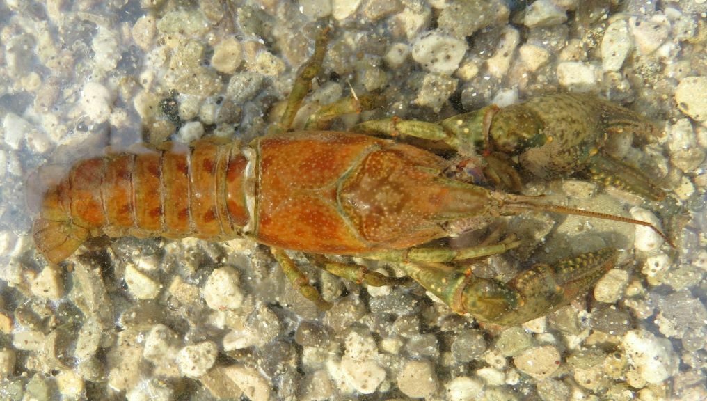 Virile Crayfish from Credit River, Norval, Halton Hills, ON, Canada on ...