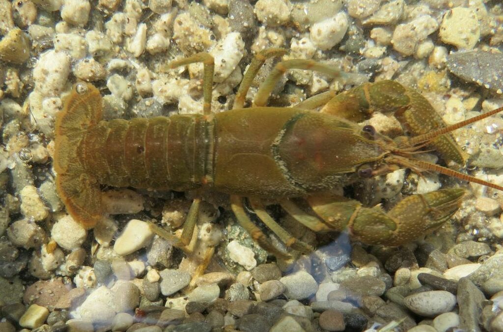 Big Water Crayfish from Credit River, Norval, Halton Hills, ON, Canada ...