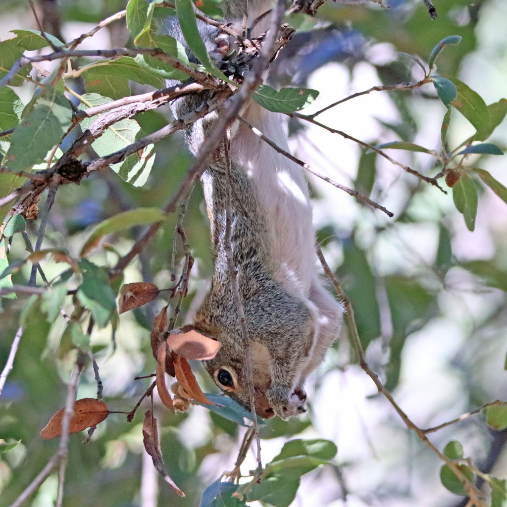 Arizona Gray Squirrel from Pima County, AZ, USA on October 28, 2024 at ...