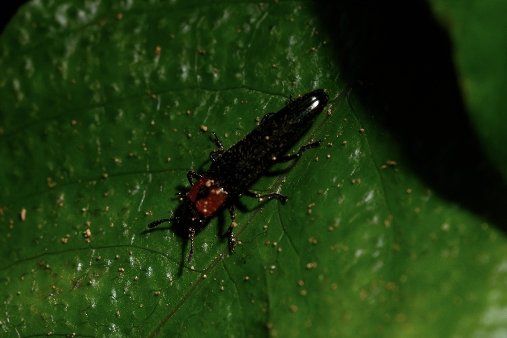 Tetraphala from 景洪市, 西双版纳傣族自治州, 云南省, CN on October 26, 2024 at 08:52 AM ...