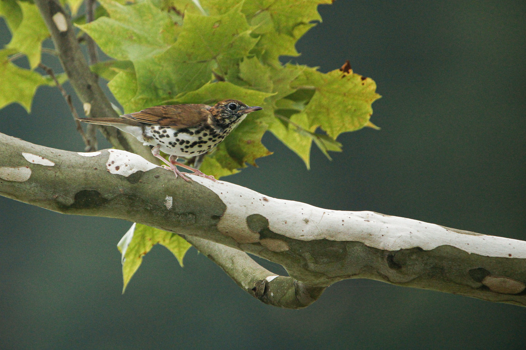 Wood Thrush from Russell County, KY, USA on August 13, 2024 at 09:42 AM ...