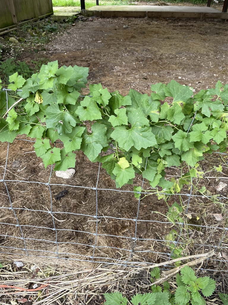 White Bryony from Martins Close, Winchester, England, GB on October 31 ...