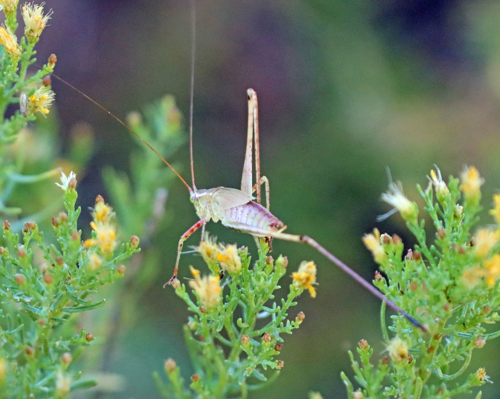 Mexican Bush Katydid from Pima County, AZ, USA on October 28, 2024 at ...