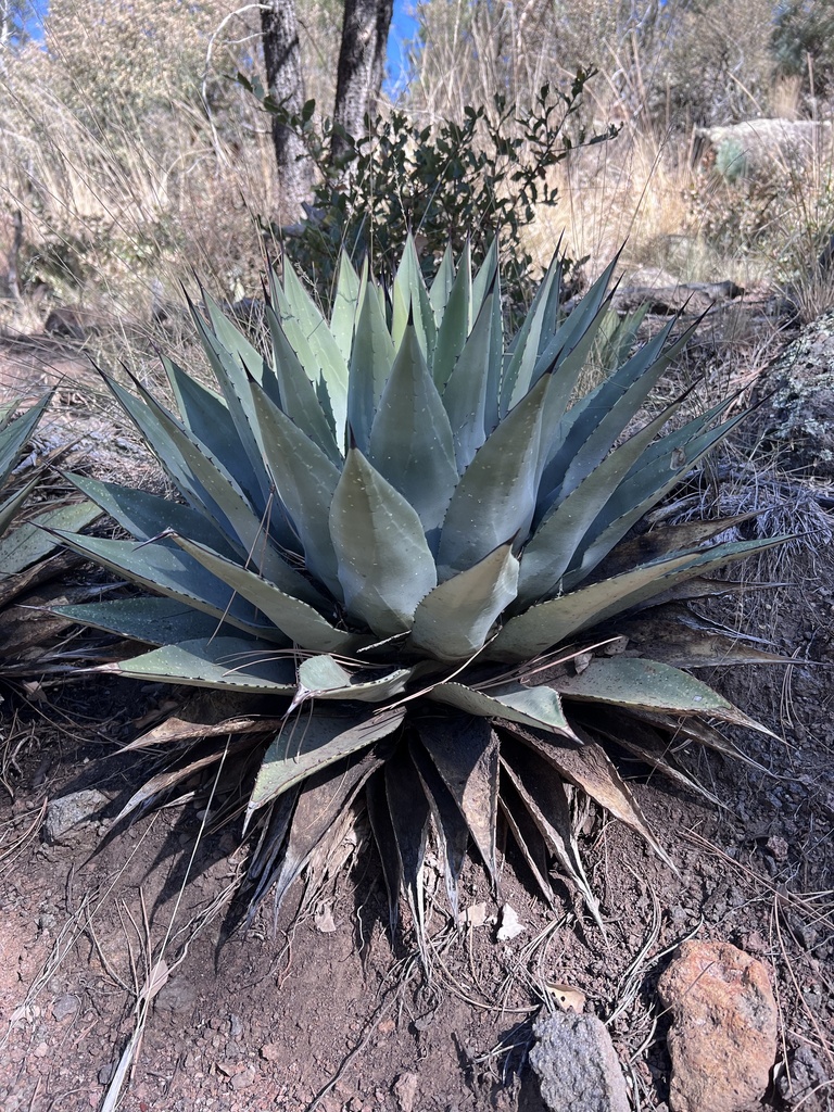 New Mexico agave from Gila National Forest, Silver City, NM, US on ...