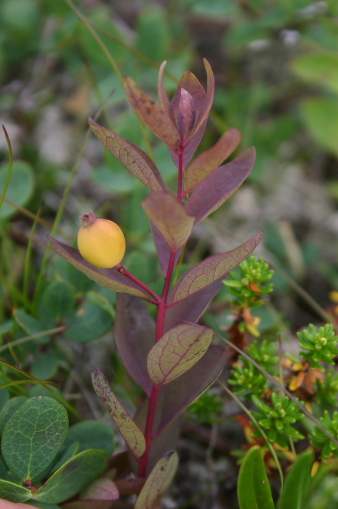 Northern Comandra from Division No. 10, NL, Canada on August 17, 2005 ...