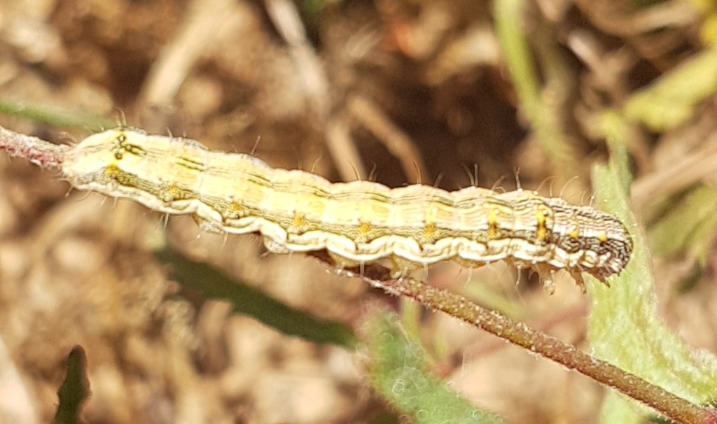 Cotton Bollworm Moth from Dassenberg Hills, Cape Town, South Africa on ...