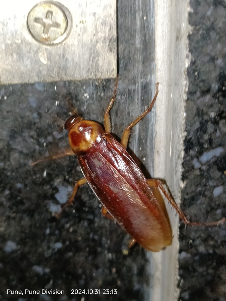 American Cockroach from 18/2/1/14, Warje Jakat Naka, Warje, Pune ...