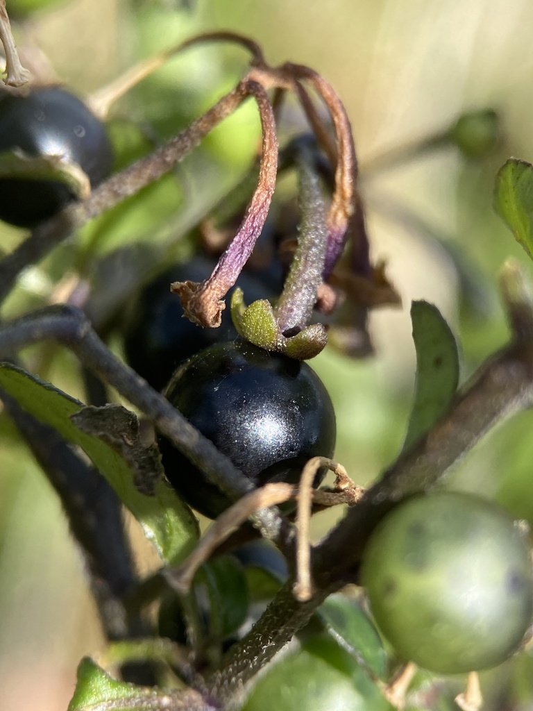 Black Nightshade Complex from Mangawhai, New Zealand on October 1, 2024 ...