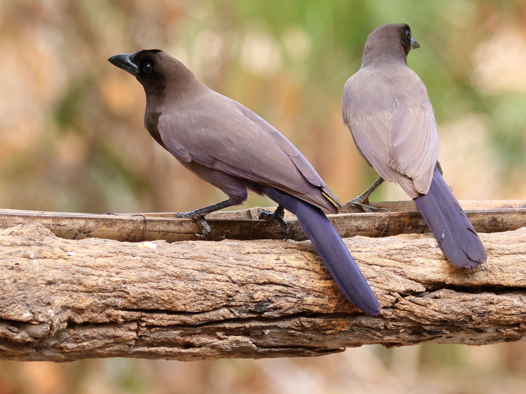 Purplish Jay from Poconé - State of Mato Grosso, 78175-000, Brazil on ...