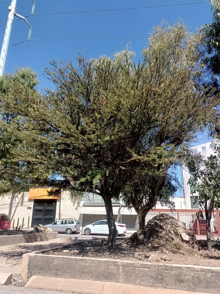 Schaffner's acacia from Colinas del Parque, 78294 San Luis Potosí, S.L ...