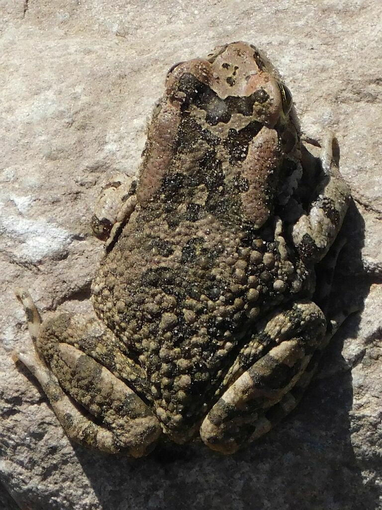 Raucous Toad from Baviaanskloof Genadendal, 7234, South Africa on ...