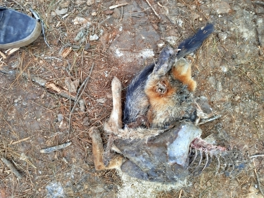 Gray Fox from 39104 Gro., México on October 26, 2024 at 04:52 PM by ...