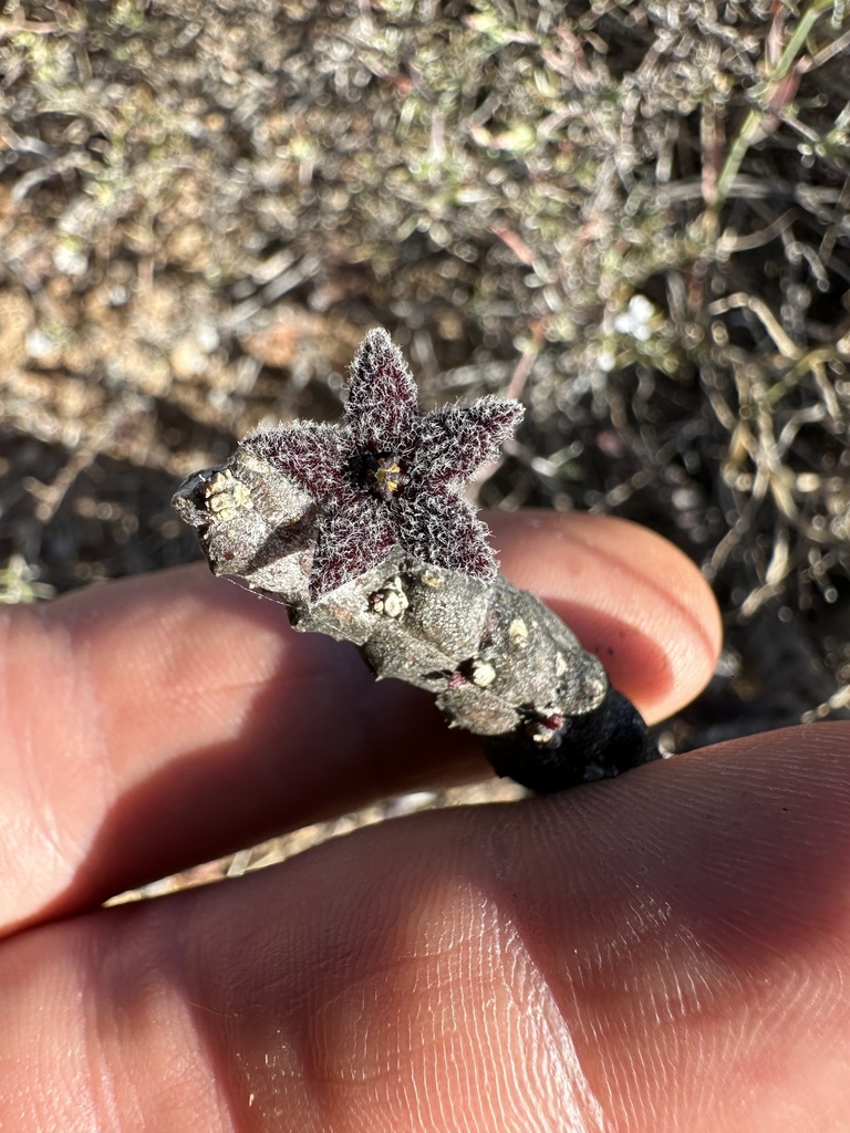 Quaqua pruinosa in October 2024 by auricular · iNaturalist