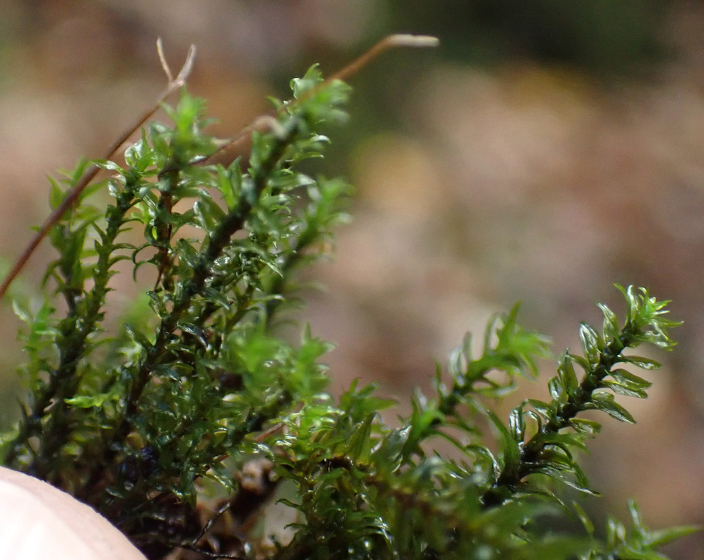 transparent fork-moss from Derbyshire, UK on October 26, 2024 at 11:52 ...