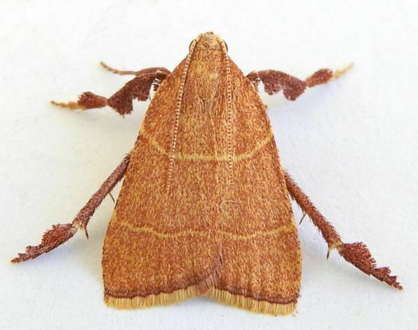Ochre Parachma Moth from Lake County, FL, USA on June 3, 2024 at 10:13 ...