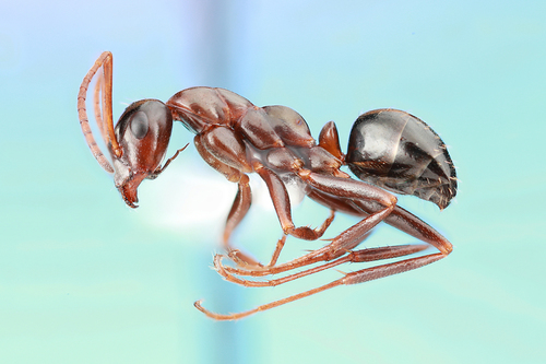 neogagates-group Field Ants (Complex Formica neogagates-group ...