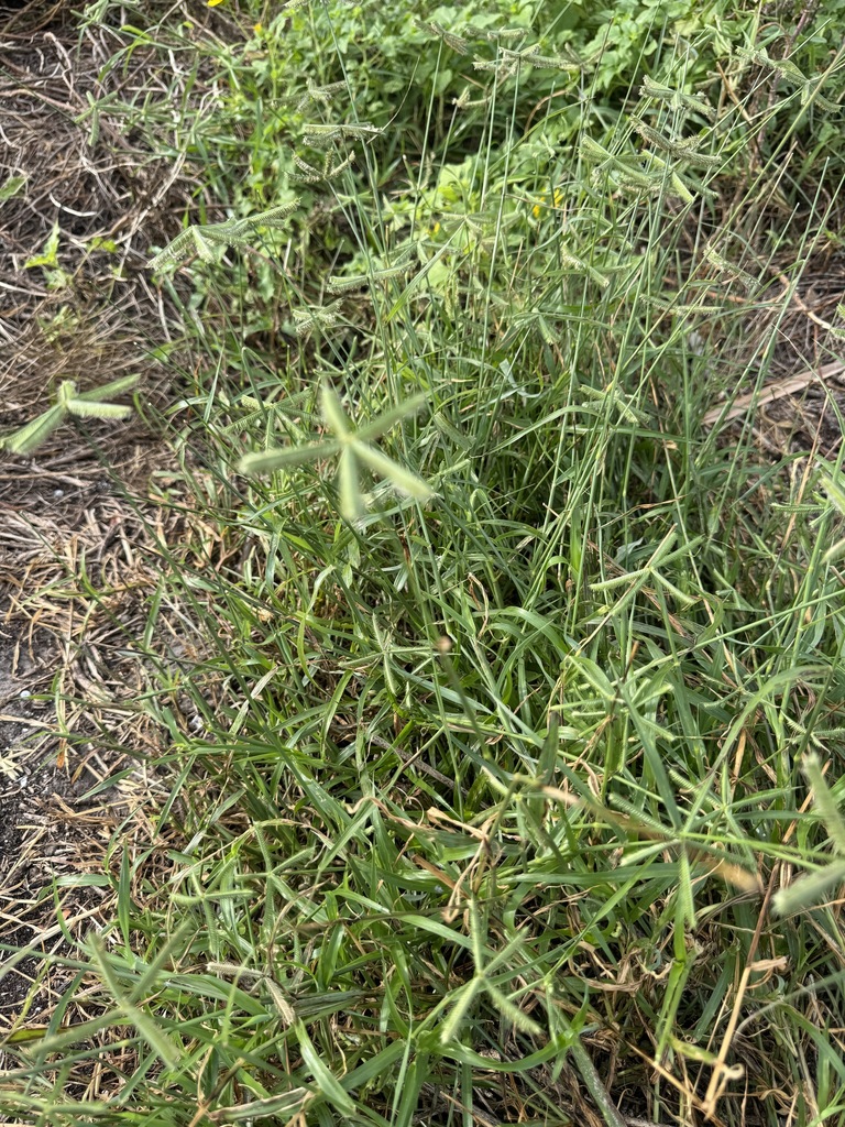 crowsfoot grasses from Bradenton, FL, USA on October 27, 2024 at 09:36 ...