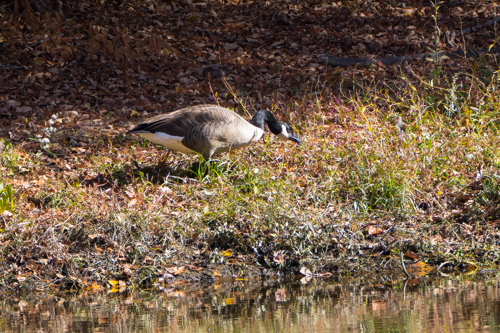 Canada Goose from Reston, VA, USA on October 31, 2024 at 12:23 PM by Ed ...