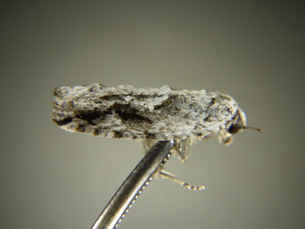 Pecan Bud Moth from Bruce County, ON, Canada on October 31, 2024 at 03: ...
