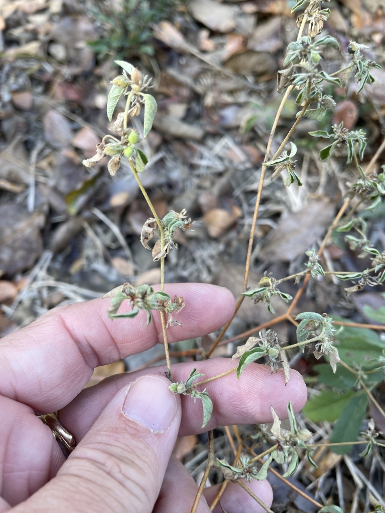 Prairie Tea from Rainbow Creek Ct, Arlington, TX, US on October 31 ...