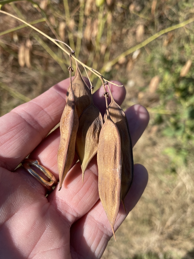 Bladder Pod from Crowley Rd, Arlington, TX, US on October 31, 2024 at ...