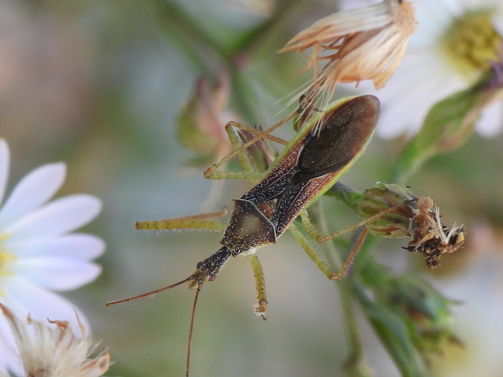 Leafhopper Assassin Bug from West Arlington, Arlington, TX, USA on ...