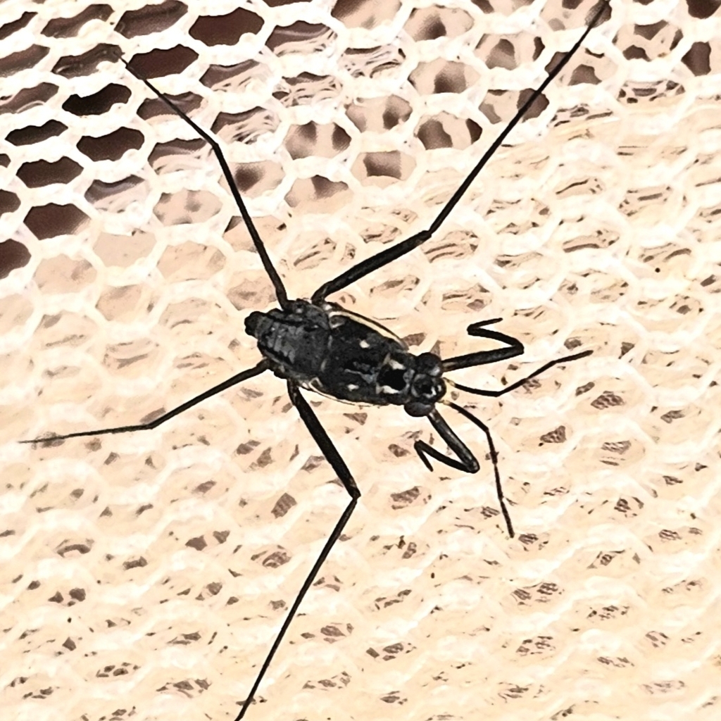 Trepobates subnitidus from 84P6+HP, West Wyoming, PA 18644, USA on ...