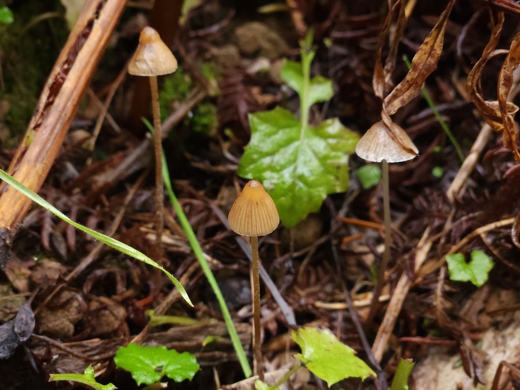 Psilocybe pelliculosa in October 2024 by deathpenaltyforlittering ...