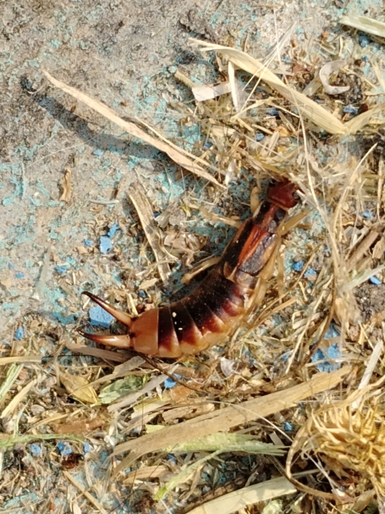 Shore Earwig from Cadereyta, Qro., México on October 31, 2024 at 03:25 ...
