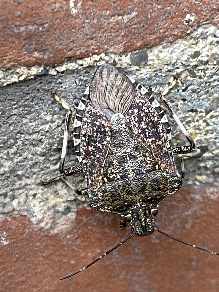 Brown Marmorated Stink Bug from Lutterothstraße, Hamburg, DE on October ...