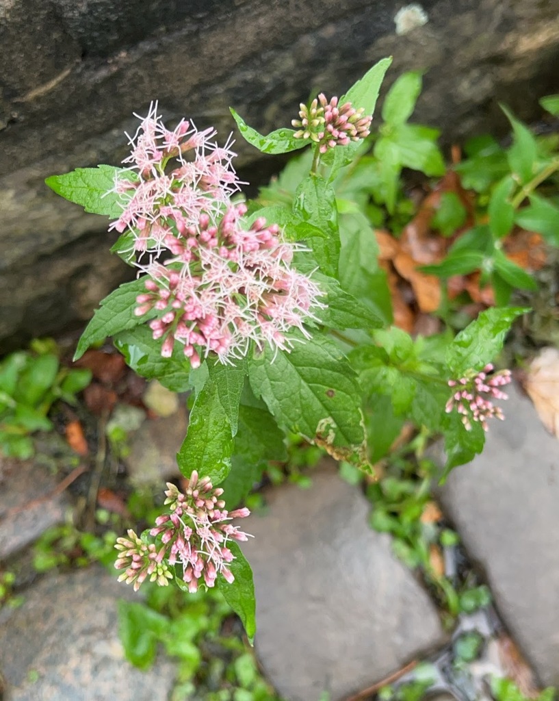 hemp agrimony from Castle Park, Broad Weir, Bristol BS1 3XB, UK on September 21, 2024 at 06:08 ...