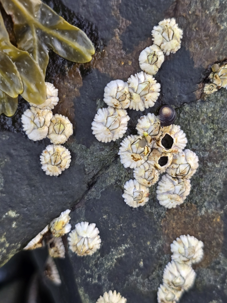 Northern Acorn Barnacle from Portland, ME, USA on October 31, 2024 at ...
